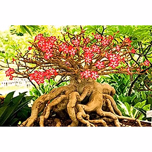 Desert Rose Seeds to Grow | 10 Pack | Highly Prized Multicolored Flowering Bonsai | Adenium Obesum,10 Seeds to Grow