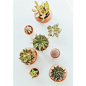 Calcined Clay for Bonsai, Succulent, Cactus | 2 Quarts Bag | 1/8” Particle Size | The Bonsai Supply