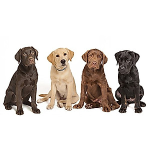 PetSafe Stay + Play Wireless Dog Fence for 2 Dogs: Large/Stubborn Dogs