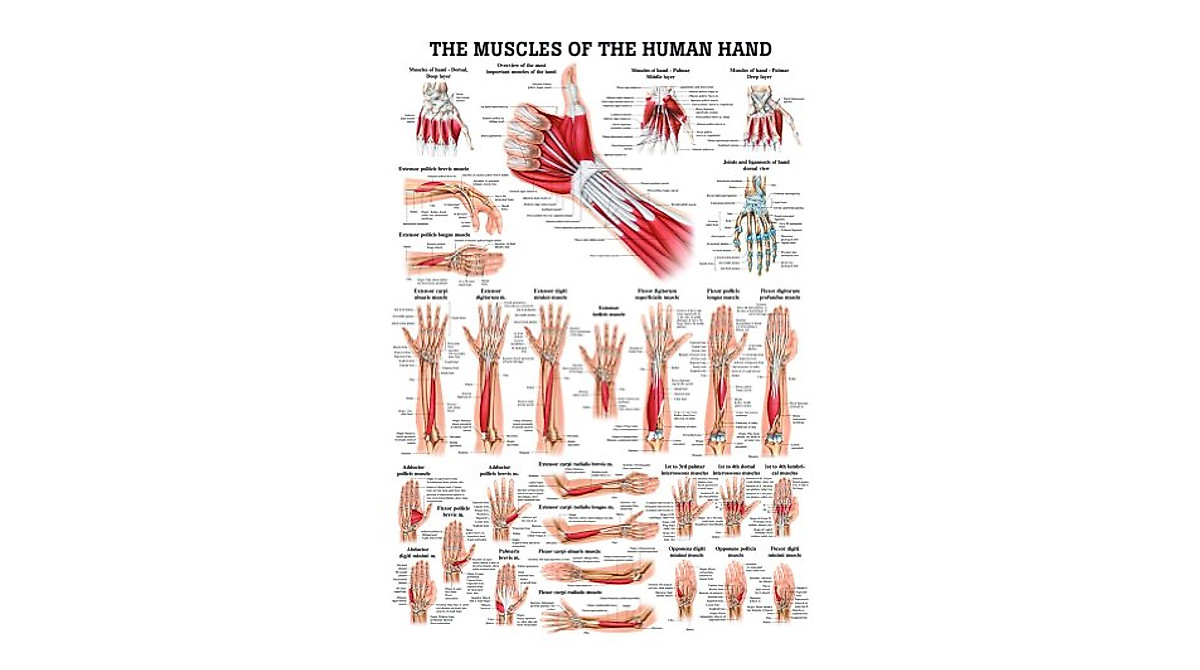 Muscles of the Hand Anatomy Chart - Laminated & Detailed Art
