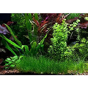 Marcus Fish Tanks - 3X Dwarf Hair Grass Eleocharis Parvula Live Aquarium Plants Carpeting Plant for Aquatic Freshwater Fish Tank