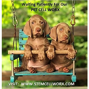 #1 Liquid Nutrition for Dogs - New - Spray Application Pure Glucosamine, Colostrum and Resveratrol – 95% Absorption