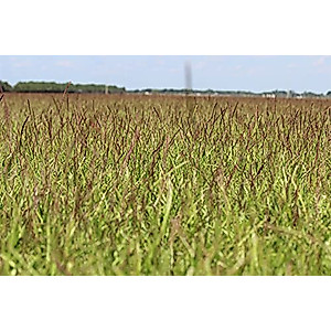 Centipede Grass Seed for a Dense Green Lawn, NO Mulch, 1 lb Coated Seeds, Sun and Moderate Shade Tolerant Lawn Seeding and Turf Patch Repair, Southern Southeast US, Low Fertilizer Low Maintenance