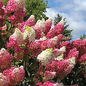 QAUZUY GARDEN Vanilla Strawberry Hydrangea Seeds (Hortensia) 60 Pink Hydrangea Flowers Tree Bush Plants Seeds - Fast-Growing & Attract Pollinators - Showy Accent Privacy Screen