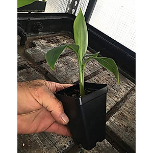 Grand Nain Chiquita Banana Tree - Live Dwarf Banana Plant