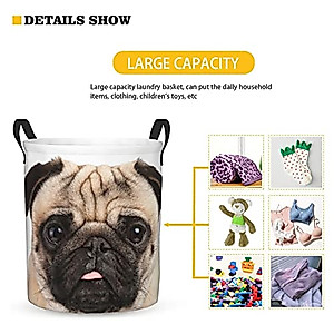 FeHuew Lovely Puppy Pug Portrait Collapsible Laundry Basket with Handle Waterproof Hamper Storage Organizer Large Bins for Dirty Clothes,toys