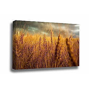 Country Canvas Wall Art (Ready to Hang) Gallery Wrap of Golden Wheat Stalks Ready for Harvest on Stormy Day in Colorado Farm Photography Farmhouse Decor (1.5, 8" x 12")