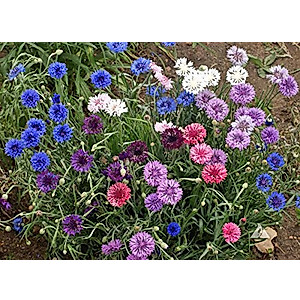 "Dwarf Polka Dot Mix" Bachelor Button Flower Seeds for Planting, 200+ Seeds Per Packet, (Isla's Garden Seeds), Non GMO & Heirloom Seeds, Scientific Name: Centaurea cyanus, Great Home Garden Gift