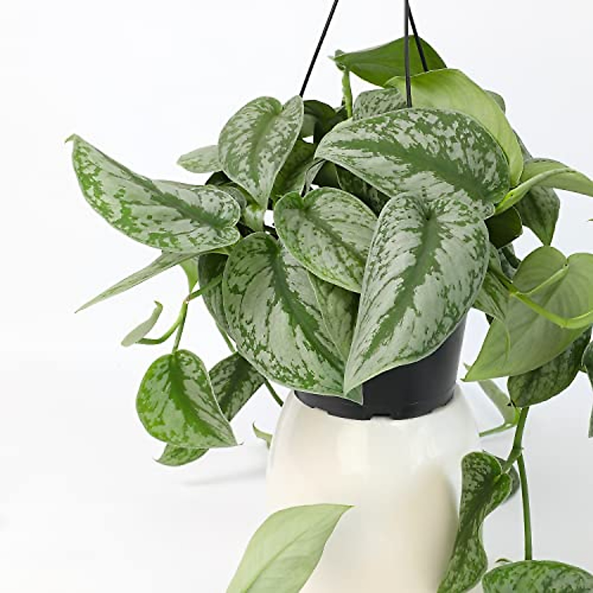 Silver Satin Pothos Plant Live Plant Hanging Basket, Silver Pothos Hanging Plant Live House Plants Indoors, Real Plants Indoor Live Plants Indoor Plants Live Houseplants Live Indoor by Plants for Pets