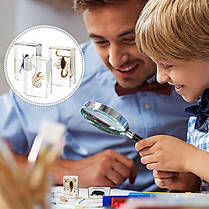 30 Pcs Insect in Resin Specimen Bugs Collection Paperweights Real Bugs in Resin Various Insect Specimen Bug Preserved in Resin Bugs Collection for Kids Scientific Educational Supplies Bugs Display