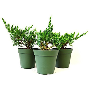 9Greenbox Juniper Procumbens Nana Bonsai Starter Plant,3 Pound (Pack of 3)