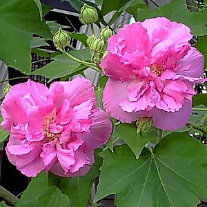 CHUXAY GARDEN Pink Confederate Rose Seed 25 Seeds Mutabilis Deciduous Shrub Lovely Pink Flowering Plant Wonderful Choice for Garden