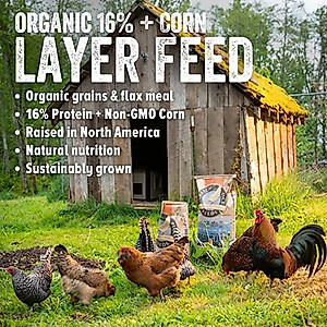 Scratch and Peck Feeds Organic Layer Chicken Feed with Corn for Chickens and Ducks - 25-lbs - Non-GMO Project Verified, Always Soy Free - 1004-25