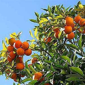 QAUZUY GARDEN 10 Seeds Orange Seeds - Organic Non-GMO Sweet Orange Seeds - Sweet Fragrant Citrus Sinensis Fruits - Grow Your Own Delicious Fruit Tree