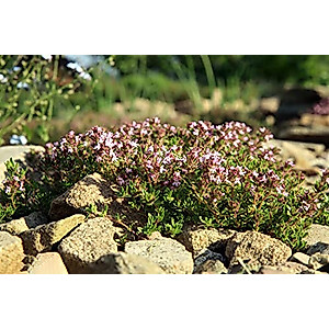 Ficoszo Mix Creeping Thyme Seeds Ground Cover for Planting, Thymus Serpyllum Heirloom Seeds for Rock Gardens, Along Borders, Fences & walkways Ornamental Flowers 1000pcs