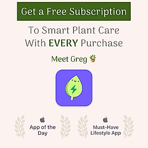 American Plant Exchange Calathea Makoyana with White Pot Cover, 6-Inch Pot, Easy Care, Live Indoor Prayer Plant, Pet Safe, Tropical Houseplant for Home & Office Décor