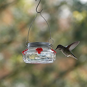 Nature's Way Bird Products MJF1 Nature's Way Mason Jar Hummingbird Dish Feeder, Clear 4" dia.