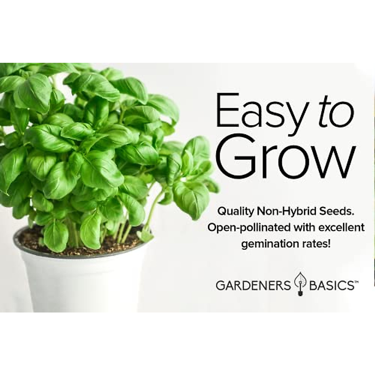 Basil Seeds for Planting Home Garden Herbs - 5 Variety Herb Pack Thai, Lemon, Cinnamon, Sweet and Dark Opal Basil Seeds Herb Seeds for Indoors, Outdoors, Hydroponics & Aquaponic by Gardeners Basics