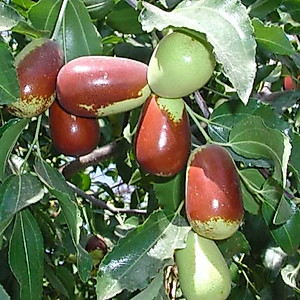 Lang Jujube Tree for Planting Garden, 3 to 4 Ft Tall Fruit Tree