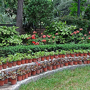 100 Pieces Plastic Plant Nursery Pots Reusable Plant Seeding Nursery Pot Flower Plant Containers Seed Starting Pots for Gardens, 3 Sizes (Brown)