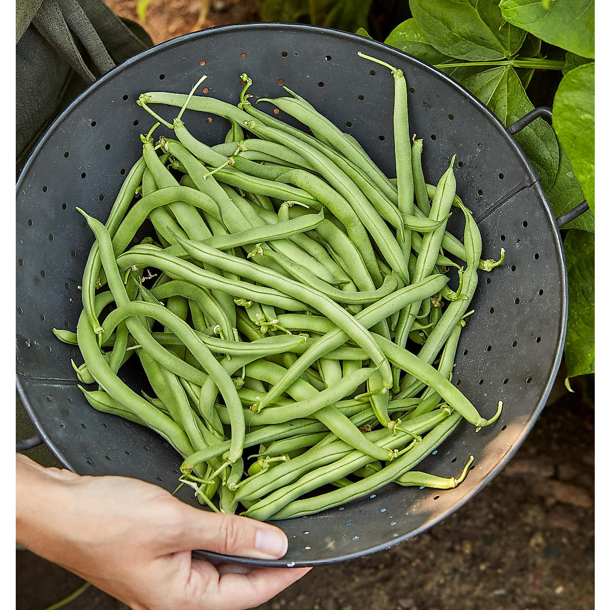 Burpee Blue Lake 47 Bush Bean Seeds 8 ounces of seed