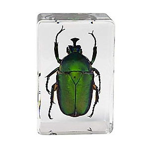 Celestron – Real 3D Bugs in Clear Resin – 4pc Set Includes Wasp, Ant, Chafer, and Beetle Specimens – Perfect for Science Eduction and Classroom – Use with Digital and Stereo Microscopes