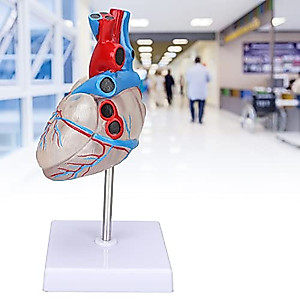 Heart Model, Transparent Design Heart Organ Model for Teaching aids