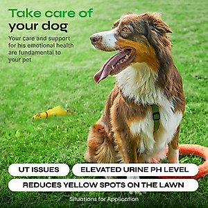 Dog Urine Neutralizer for Lawn - Grass Burn Spot Chews for Dogs - Dog Pee Lawn Spot Saver Caused by Dog Urine - Digestive Health Support Soft Chews - Grass Savers for Dog Urine - Grass Treatment Rocks