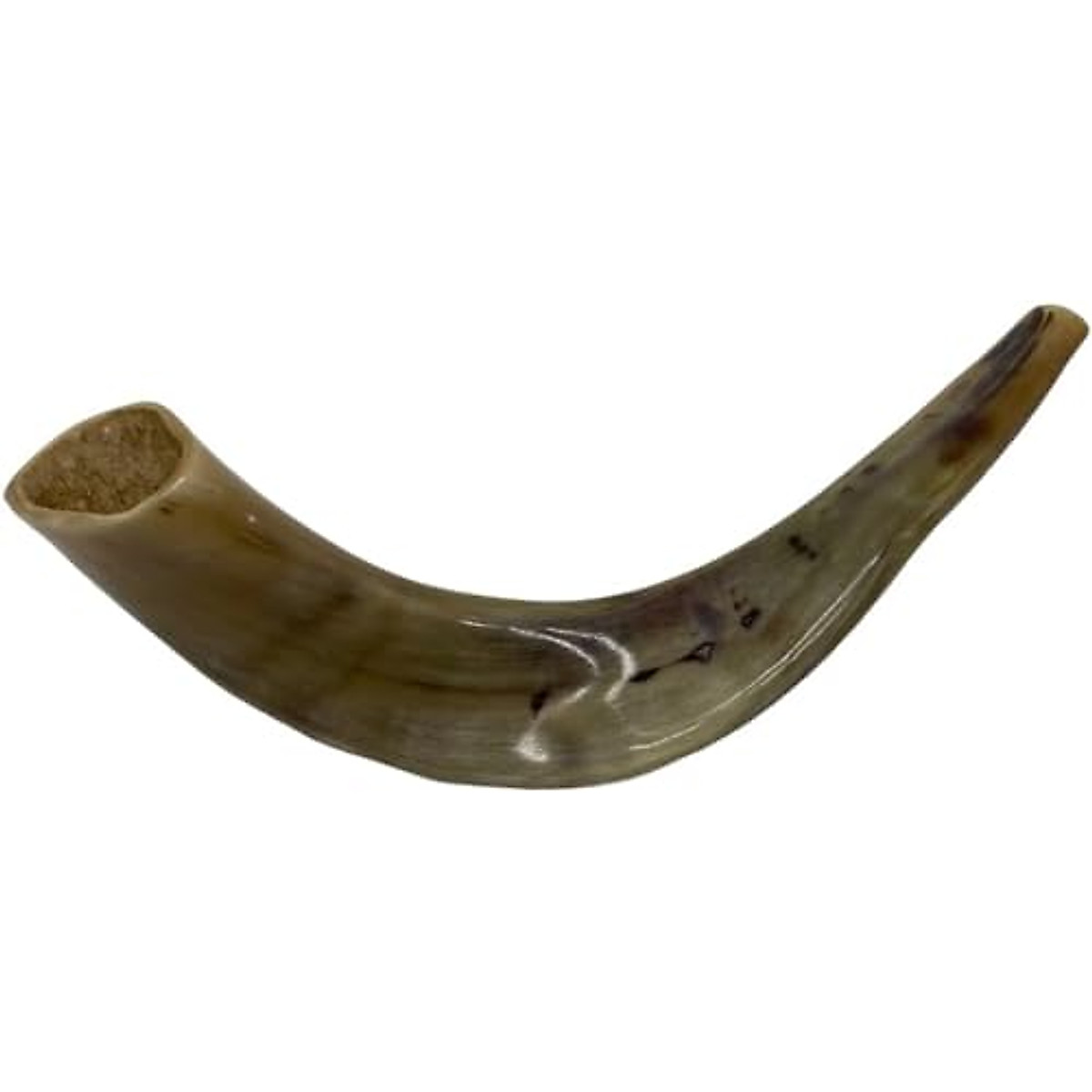 Authentic & Kosher Polished Ram's Horn Shofar from Israel (16" -18")
