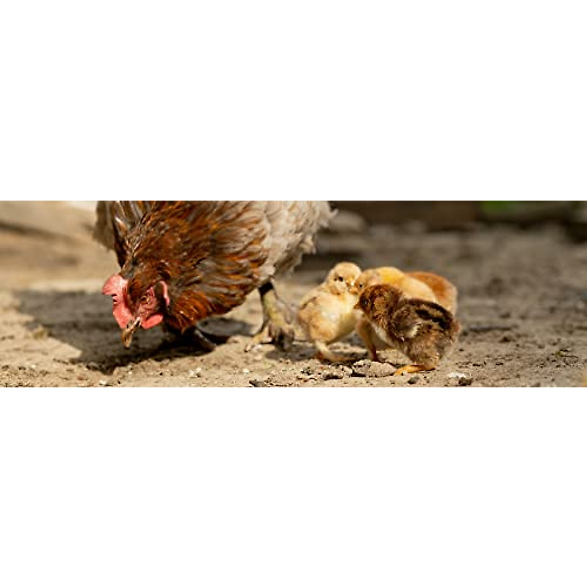 Farmers' Helper UltraKibble Food For Baby Chickens, Turkeys, Peafowl, Guinea Fowl, Geese, Pheasants and Ducks, 28 Ounce, 6 Pack