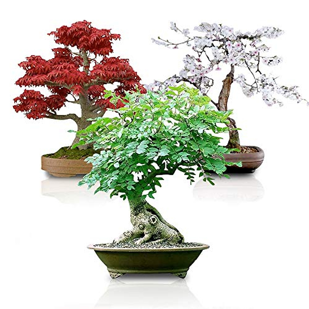 Bonsai Seed Bundle #3 - Japanese Red Maple, Black Cherry, Tree of Life Seeds Bundle Ships from Iowa, USA