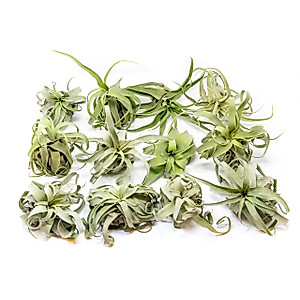 Medium Air Plants Streptophylla - Live Tillandsia Succulent House Plants - Available in Wholesale and Bulk - Home and Garden Decor - Easy Care Indoor and Outdoor Plants (Pack of 1)