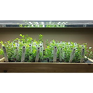 Blueberry Plants "Top Hat" Includes (4) Four Plants