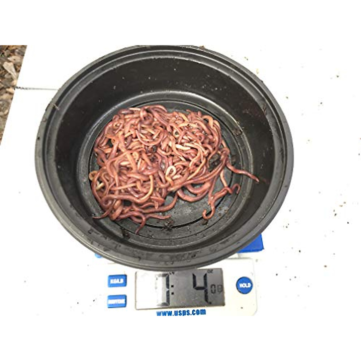 Worms 1/4 Pound Red Wiggler Composting