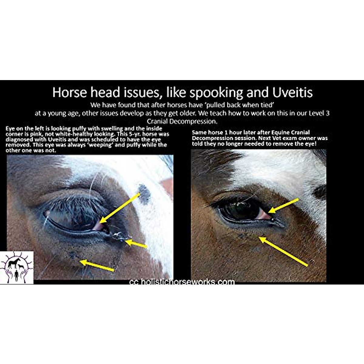 Holistic Horseworks Level 2 Equine Whole Body CranioSacral Unwinding And Advanced Applied Kinesiology Horse DVD Home Study Course - Level 1 Equine Musculoskeletal Unwinding Required
