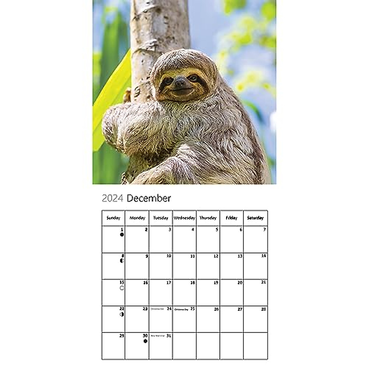 Our World Sloth Wall Calendar 2024 - Fun Family Planner & Daily Organizer with Monthly Cute Sloth Calendar Images - Slim Design 2024 Wall Planner - Great Gift for Animal Lovers