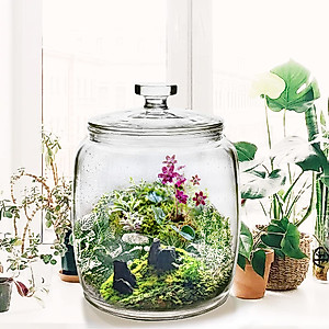 Daitouge 2.5 Gallon Glass Jars with Lids, Large Cookie Jars with Big Opening, 1 Pack Food Storage Canister for Kitchen, Great for Storage Flour, Rice, Sugar, Pasta, Candy