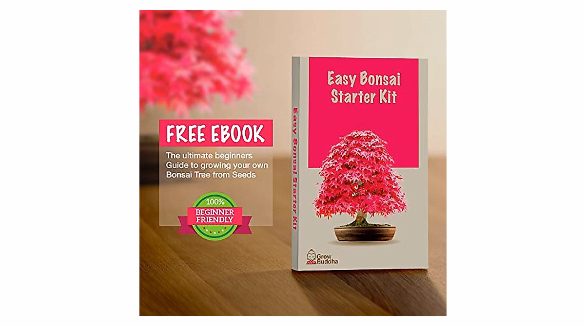 Grow Your Own Bonsai kit | Tree Plants & Seeds | Crafts Hobby Kits | Easily Grow 4 Types of ...