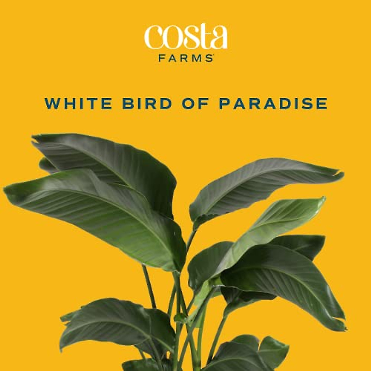Costa Farms White Bird of Paradise, Live Indoor Plant in Modern Décor Planter, Natural Air Purifier Fresh From Farm, Great House Warming Gift, Living Room Decor, Tropical Home Decor, 2 Feet Tall