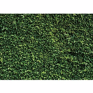 SJOLOON 7X5ft Green Leaves Backdrop Grass Backdrop Natural Green Lawn Party Photography Backdrop Birthday Newborn Baby Lover Wedding Photo Studio Props 10923