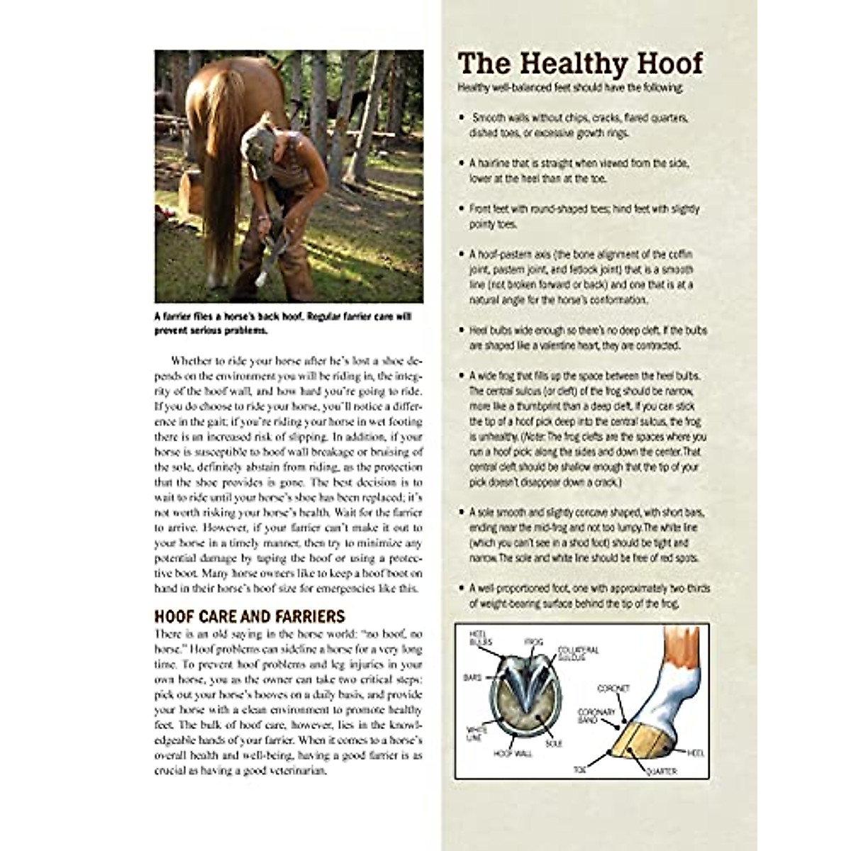 The Original Horse Bible, 2nd Edition: The Definitive Source for All Things Horse (CompanionHouse Books) 210 Breed Profiles, Training Tips, Riding Insights, Competitive Activities, Grooming and Health