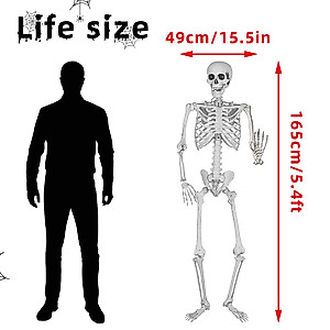 5.4Ft/165cm Halloween Skeleton Full Body Life Size Human Bones with Movable Joints for Indoor Outdoor Halloween Props Decorations