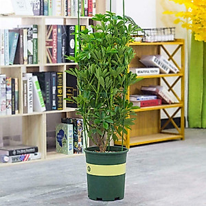 4 Pack Tomato Cages for Garden,Garden Stakes for Plants, Plant Cages with 3 Adjustable Rings,Plant Stake for Supporter Climbing Plants(18 inches,Pack of 4)