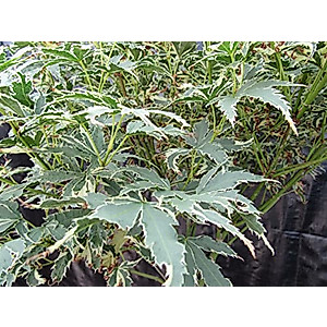 39 Year Old Japanese Butterfly Maple Specimen Bonsai Tree