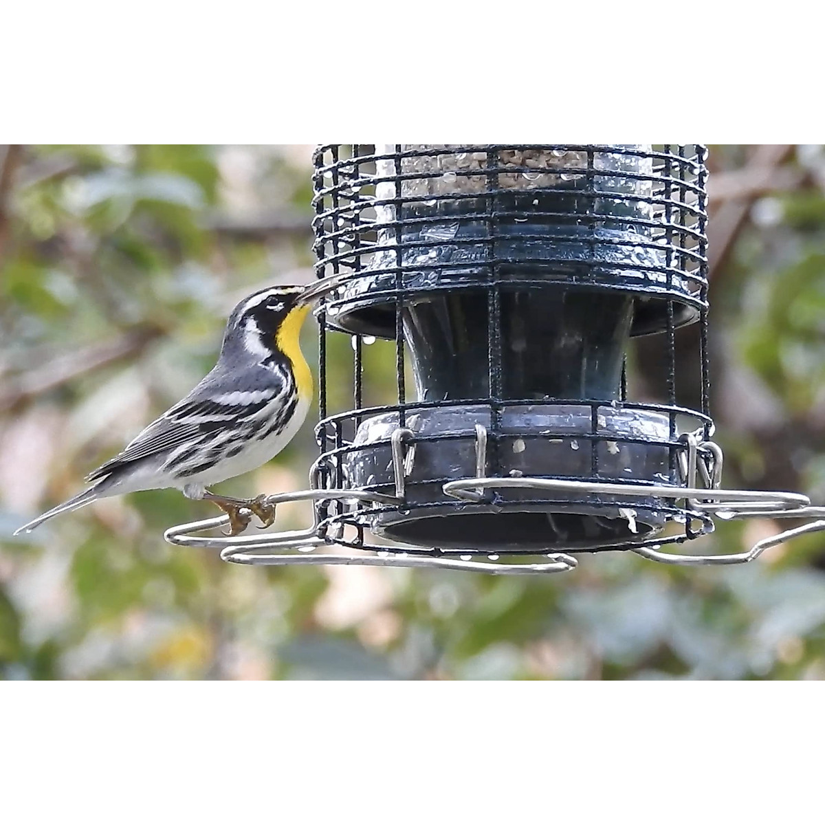 Brome Squirrel Solution 150 Squirrel-Proof Bird Feeder, 2.6-Pound Seed Capacity, 4 Seed Ports