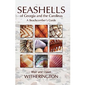 Seashells of Georgia and the Carolinas