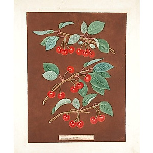 [Cherries] Kentish or Flemish Cherry. English Bearer. Carnation Cherry.