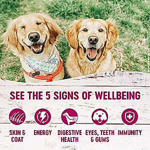 Wellness Petite Entrees Casserole Grain Free Roasted Lamb, Peas & Sweet Potatoes Wet Dog Food, 3 oz, Case of 12