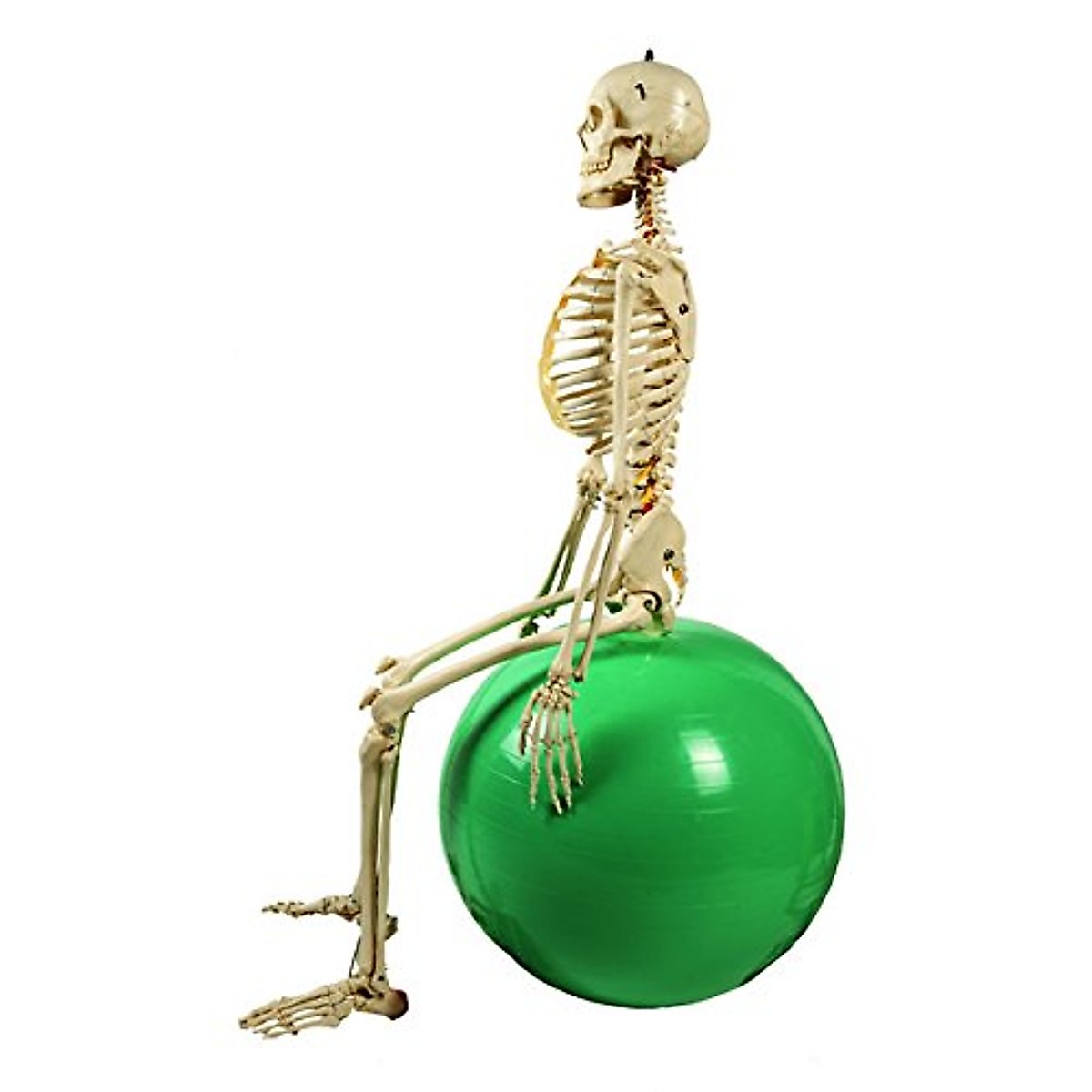Rudiger Anatomie Physiological Skeleton with Flexible Spine, Spinal Cord, Vertebral Arteries, Mounted Herniated Disc and Sectioned Sacrum, Includes Display Stand with Casters, Dust Cover, and Warranty