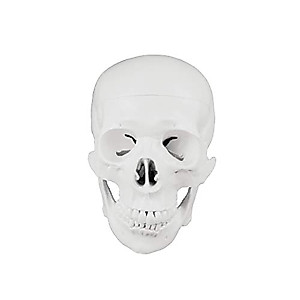 Parco Scientific PB00028, Disarticulated Medical Skeleton Model | Life Size Skeleton | Total 206 Bones | One Hand and Foot are Wired to Highlight Structure | Labeled Diagram and Study Guide Included